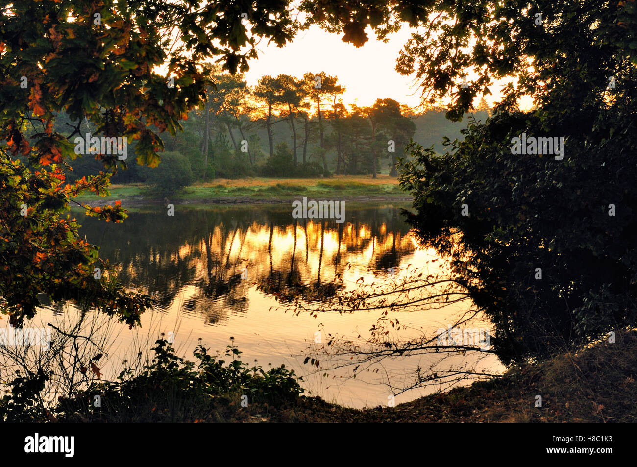 Forest of Paimpont, also known as the Forest of Broceliande: large pond ...