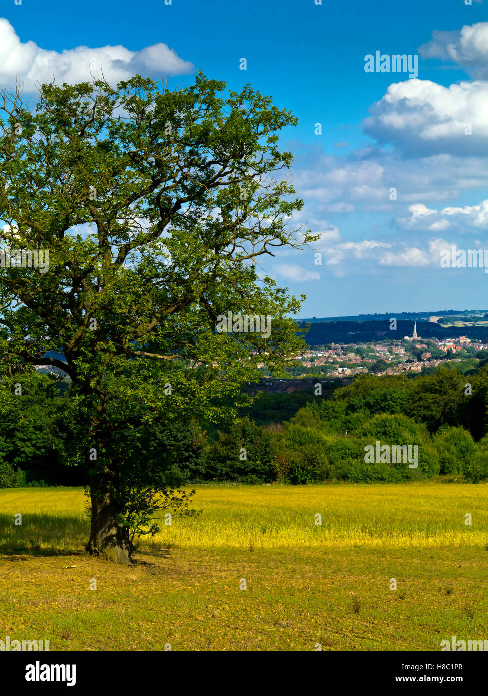 English countryside single tree hi-res stock photography and images - Alamy