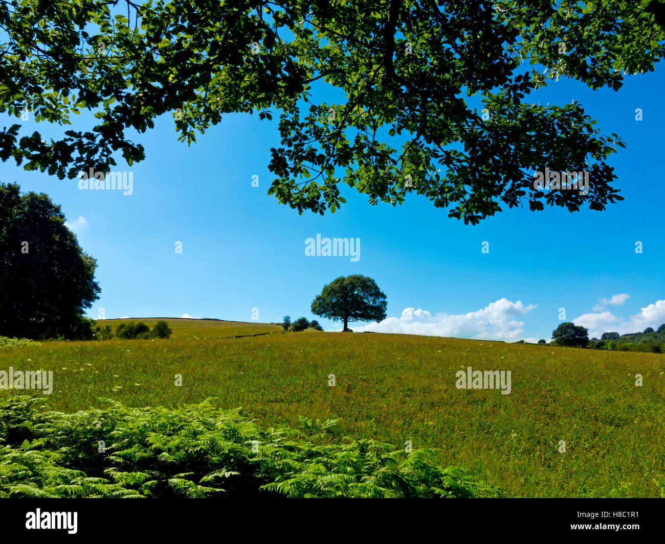 Lone tree in countryside in summer near Chesterfield in Derbyshire Peak ...