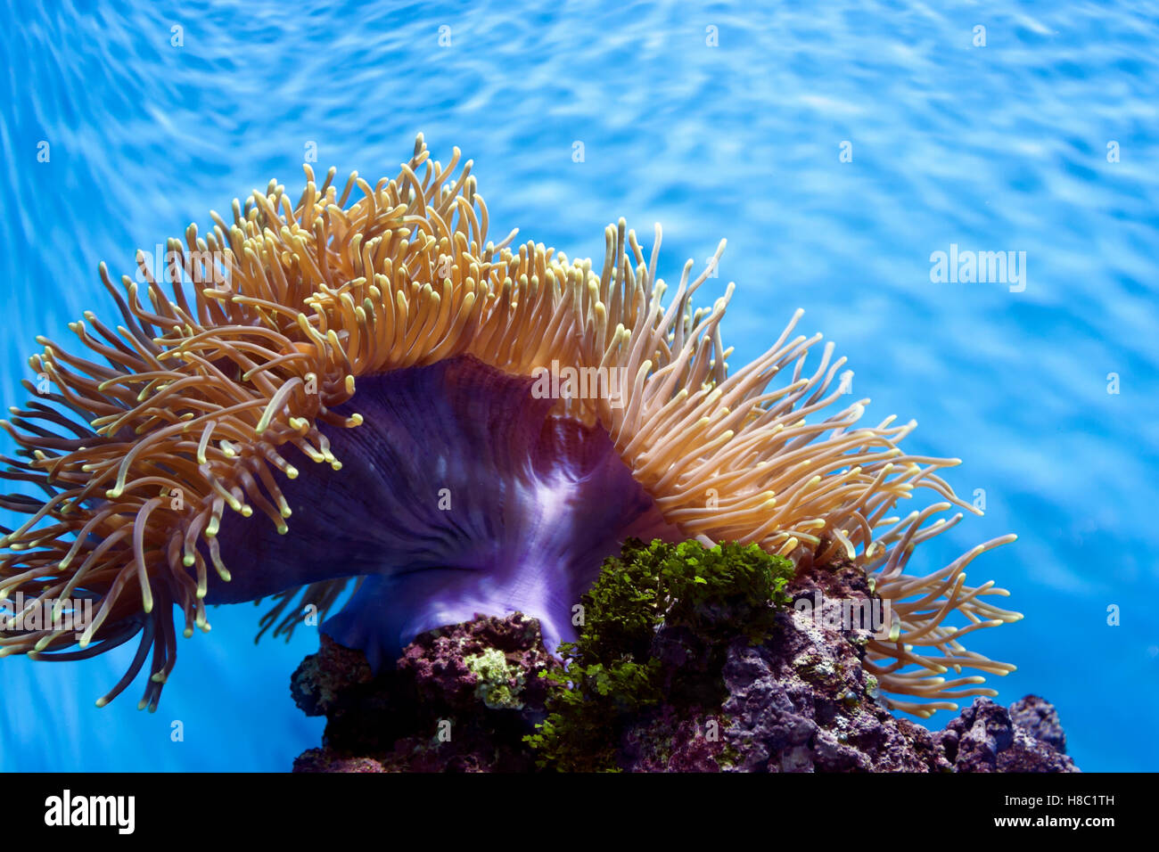 Colorful sea anemone hi-res stock photography and images - Alamy