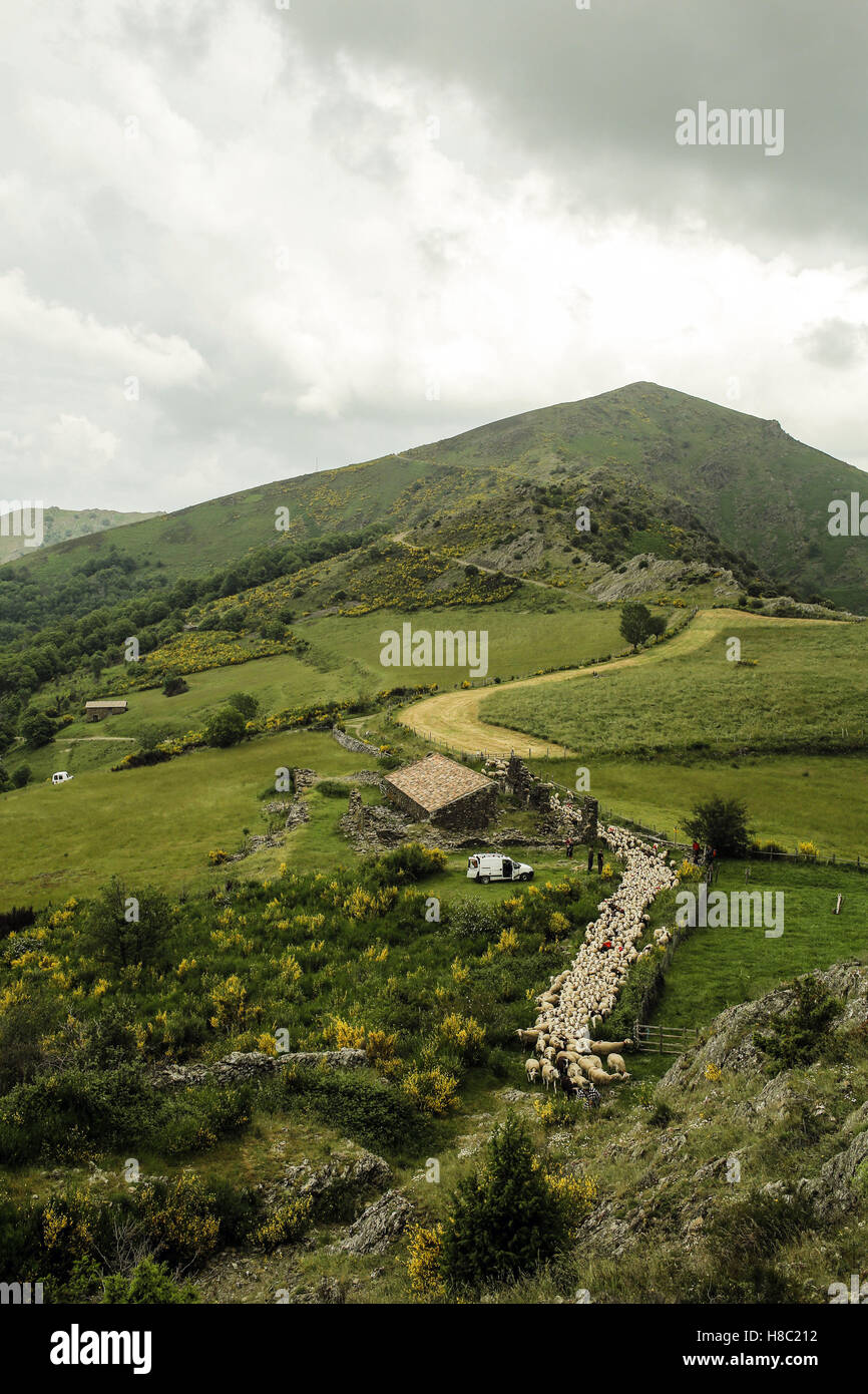 Herd of sheep transhumance Stock Photo - Alamy