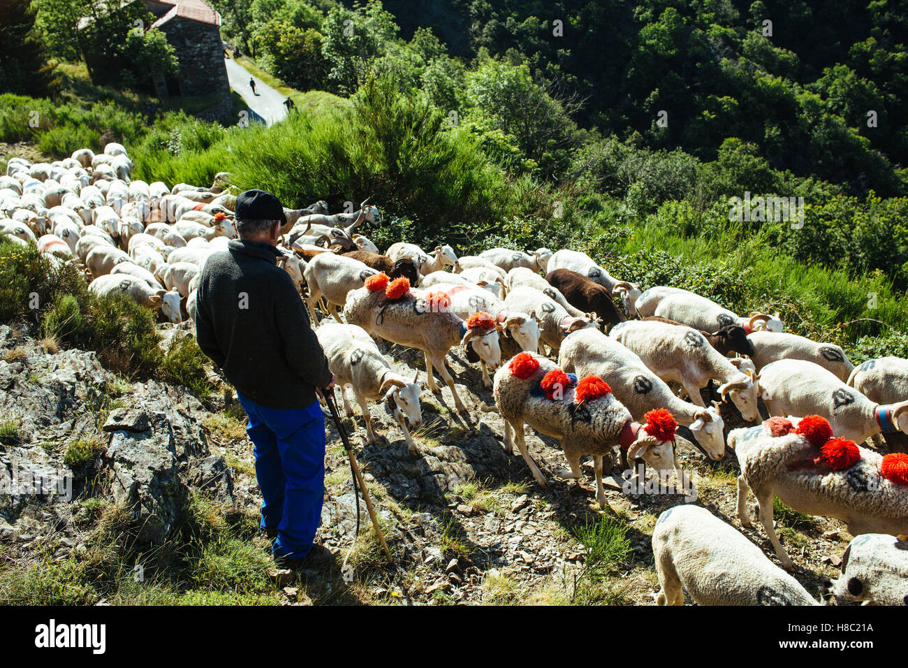 Herd of sheep transhumance Stock Photo - Alamy
