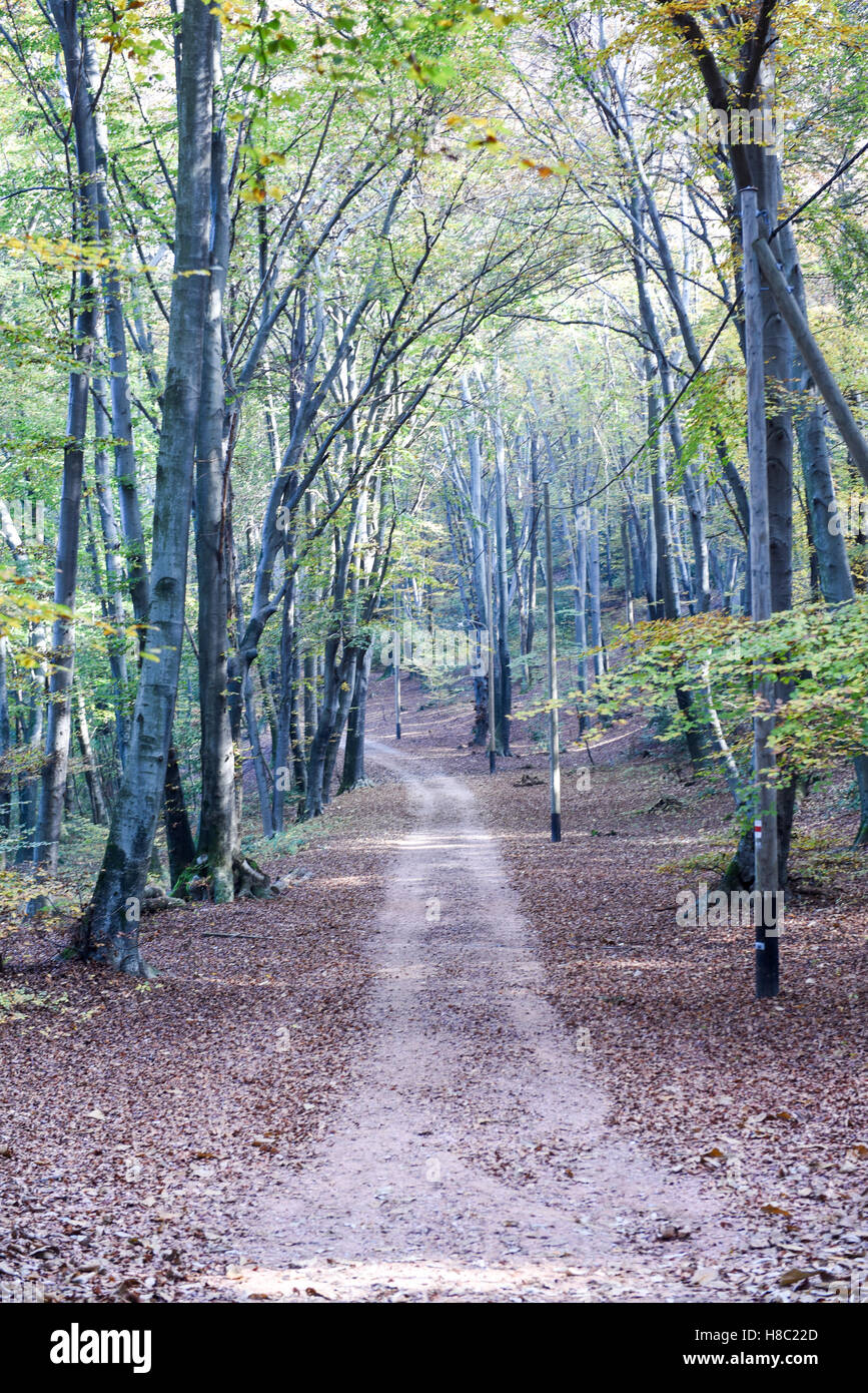 Autumn trees and pathway on the wood of Carona on Switzerland Stock ...