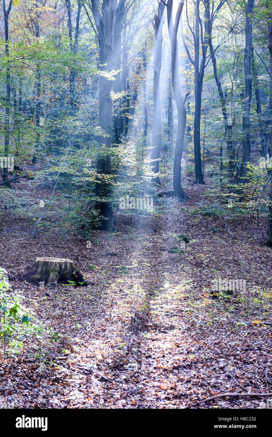 Autumn trees and their light reflection on the wood of Carona on ...