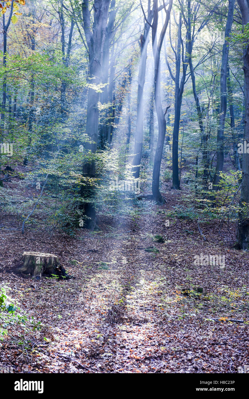 Autumn trees and their light reflection on the wood of Carona on ...