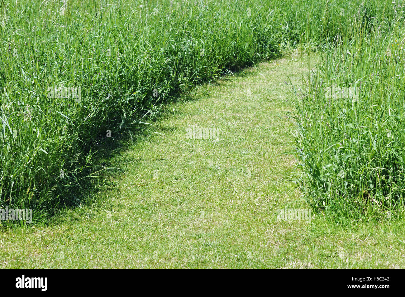 Pathway on green grass field Stock Photo - Alamy