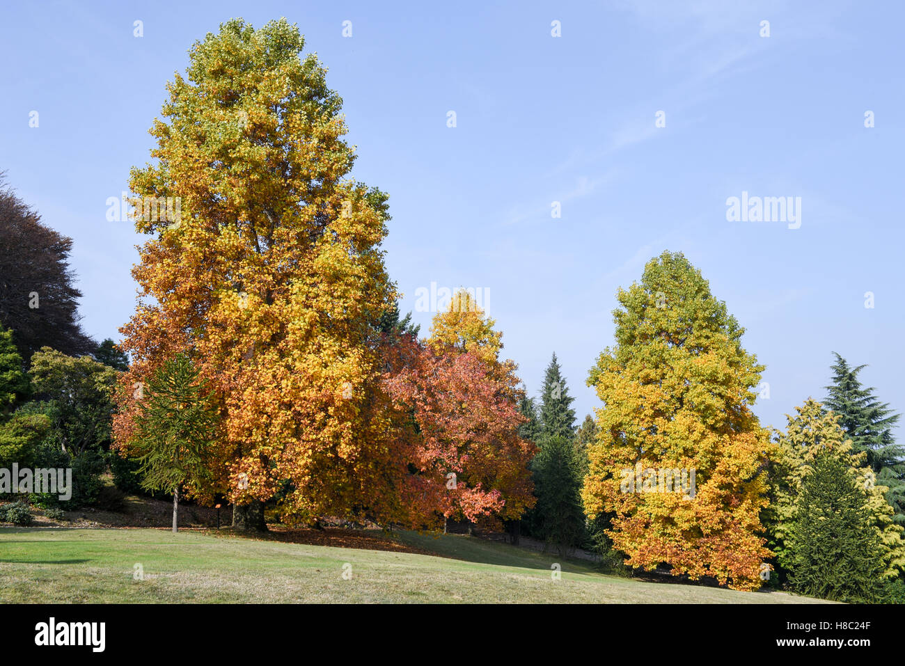 Carona background hi-res stock photography and images - Alamy