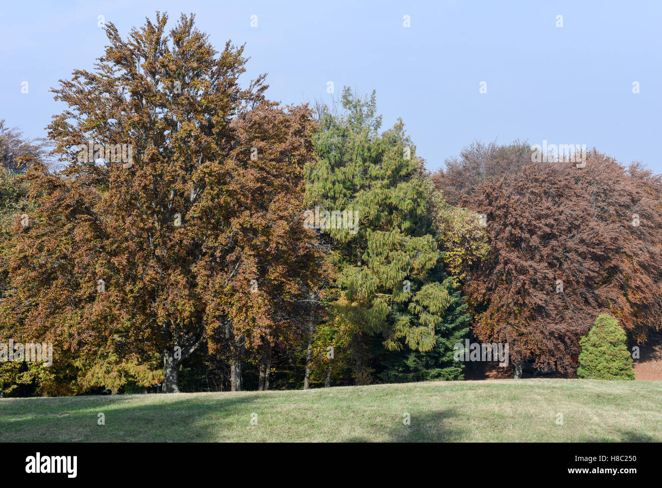 Autumn trees on the wood of Carona on Switzerland Stock Photo - Alamy