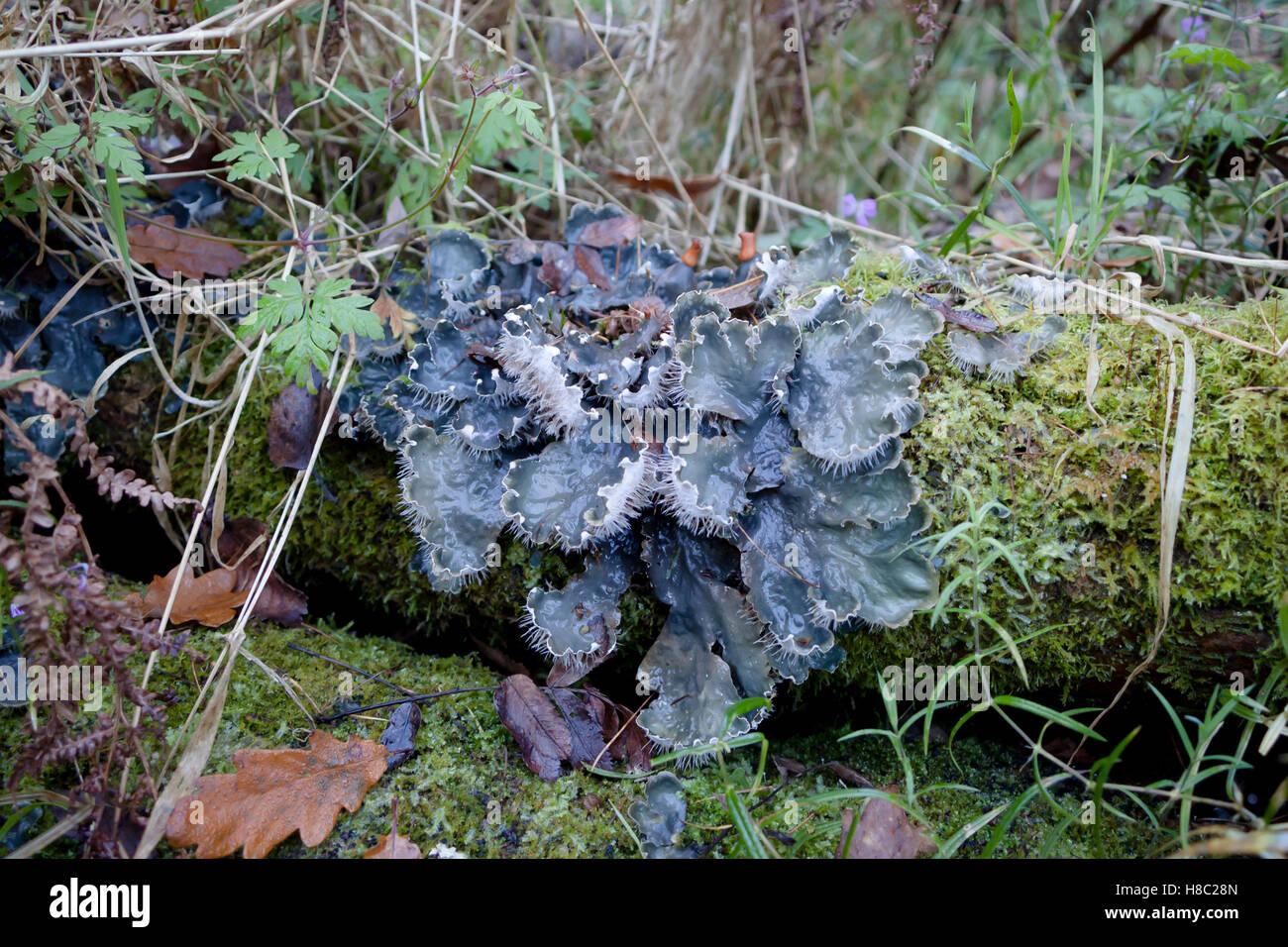 Peltigera canina hi-res stock photography and images - Alamy