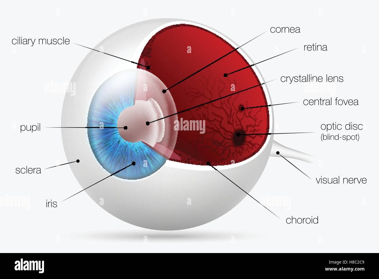 internal structure of the human eye Stock Vector Image & Art - Alamy