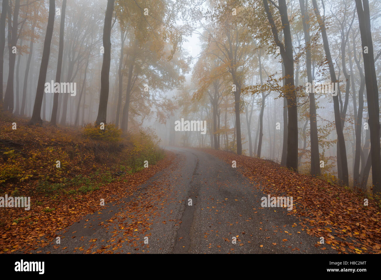 Mist in the forest and the road across the trees and forest Stock Photo ...