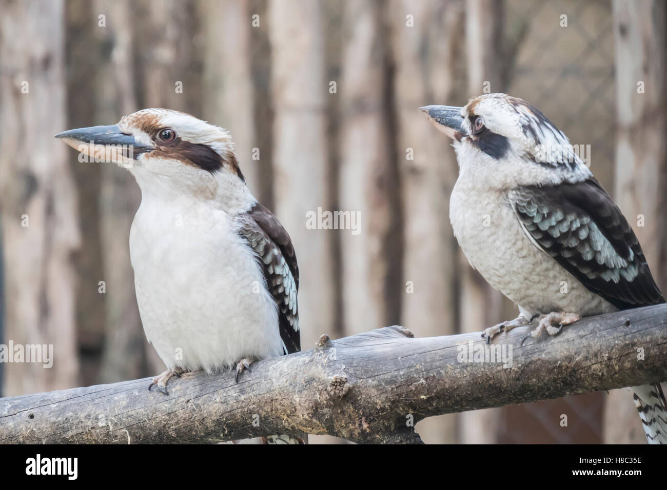 Dacelo novaeguineae, Laughing kookaburra Stock Photo - Alamy
