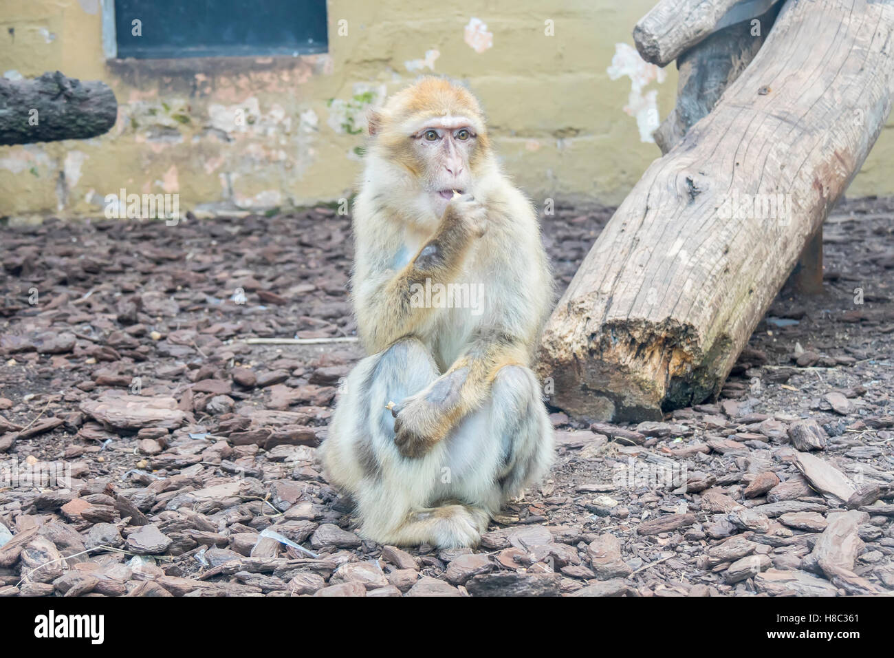 Macaque scream hi-res stock photography and images - Alamy