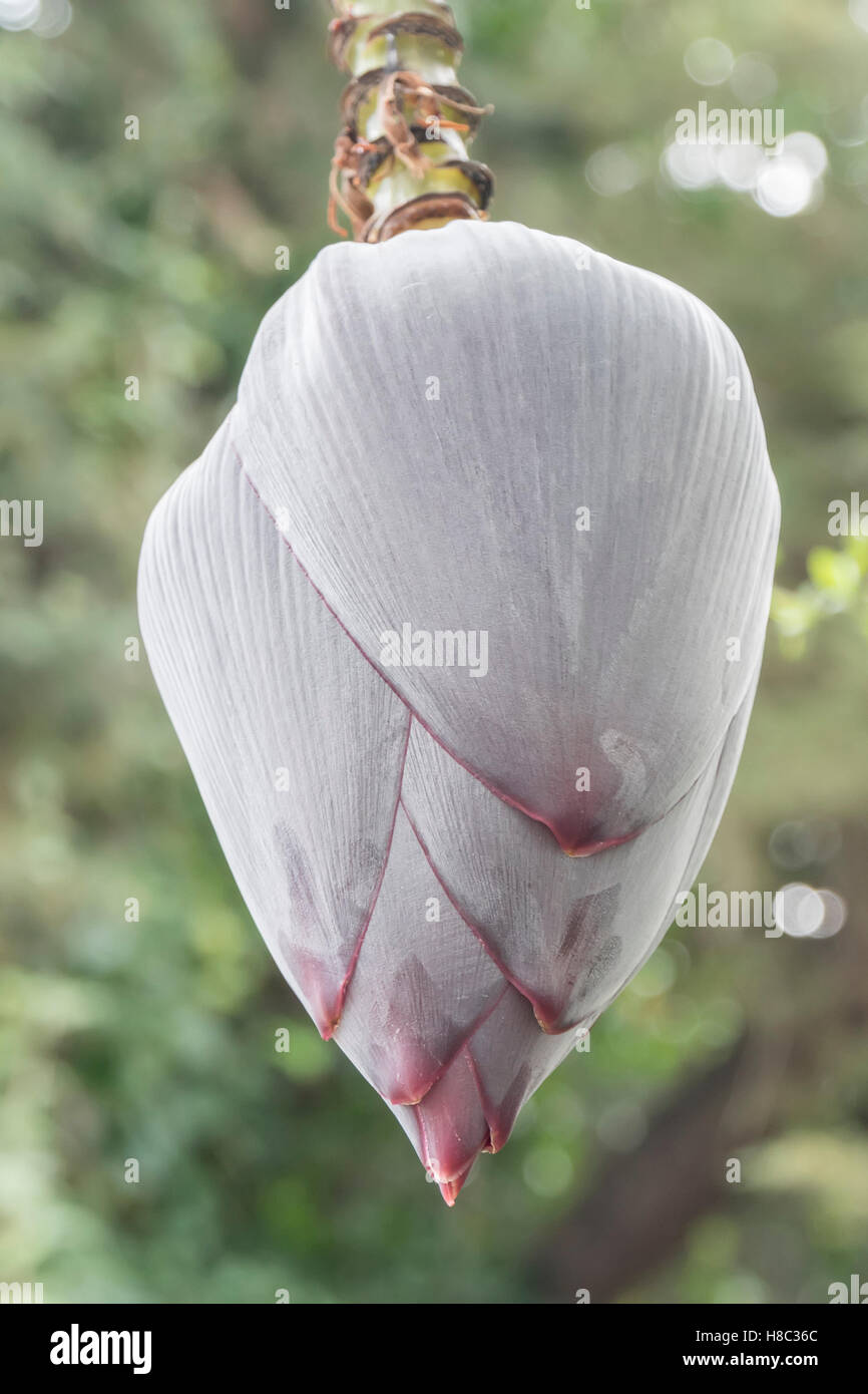 Banana tree with a big flower bud Stock Photo - Alamy