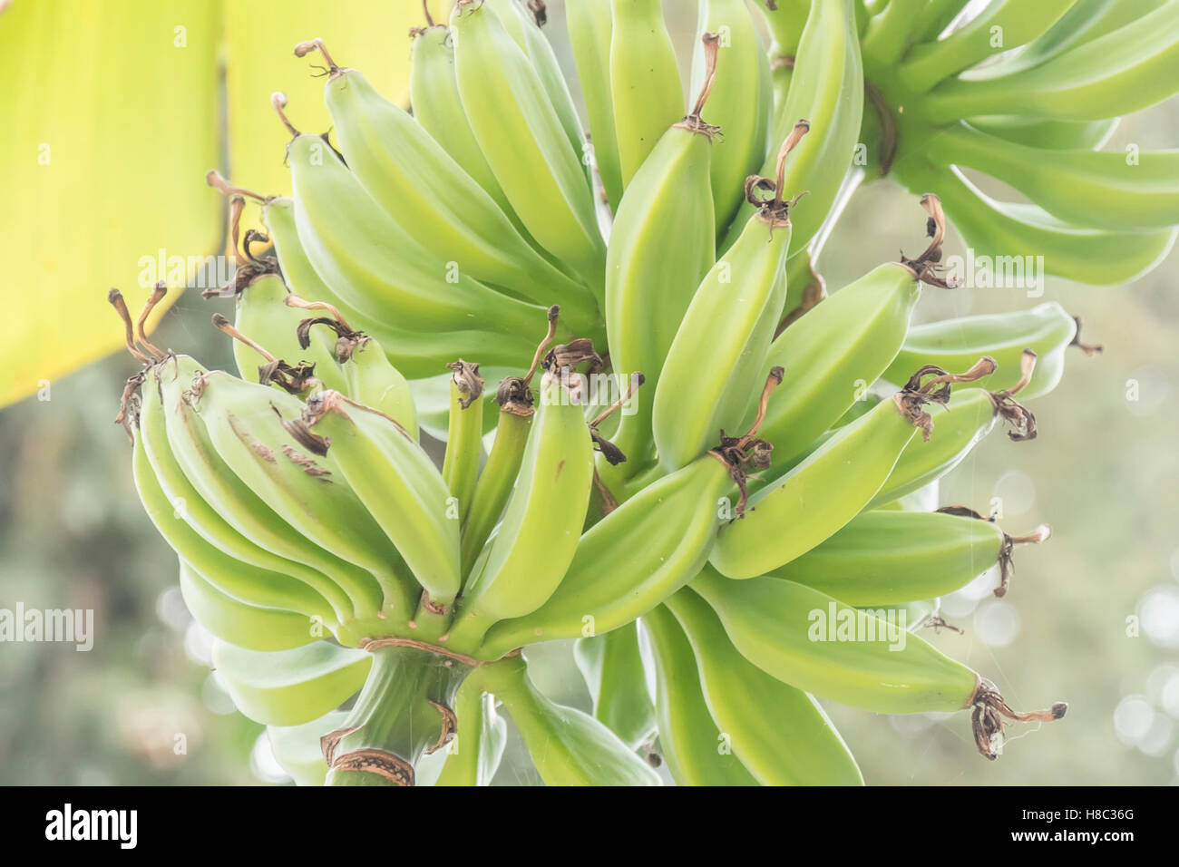 Banana tree with a bunch of bananas Stock Photo - Alamy