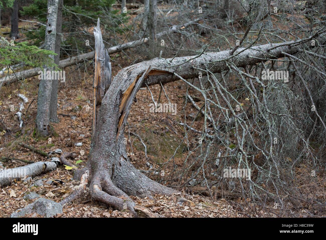 Tree Split High Resolution Stock Photography and Images - Alamy
