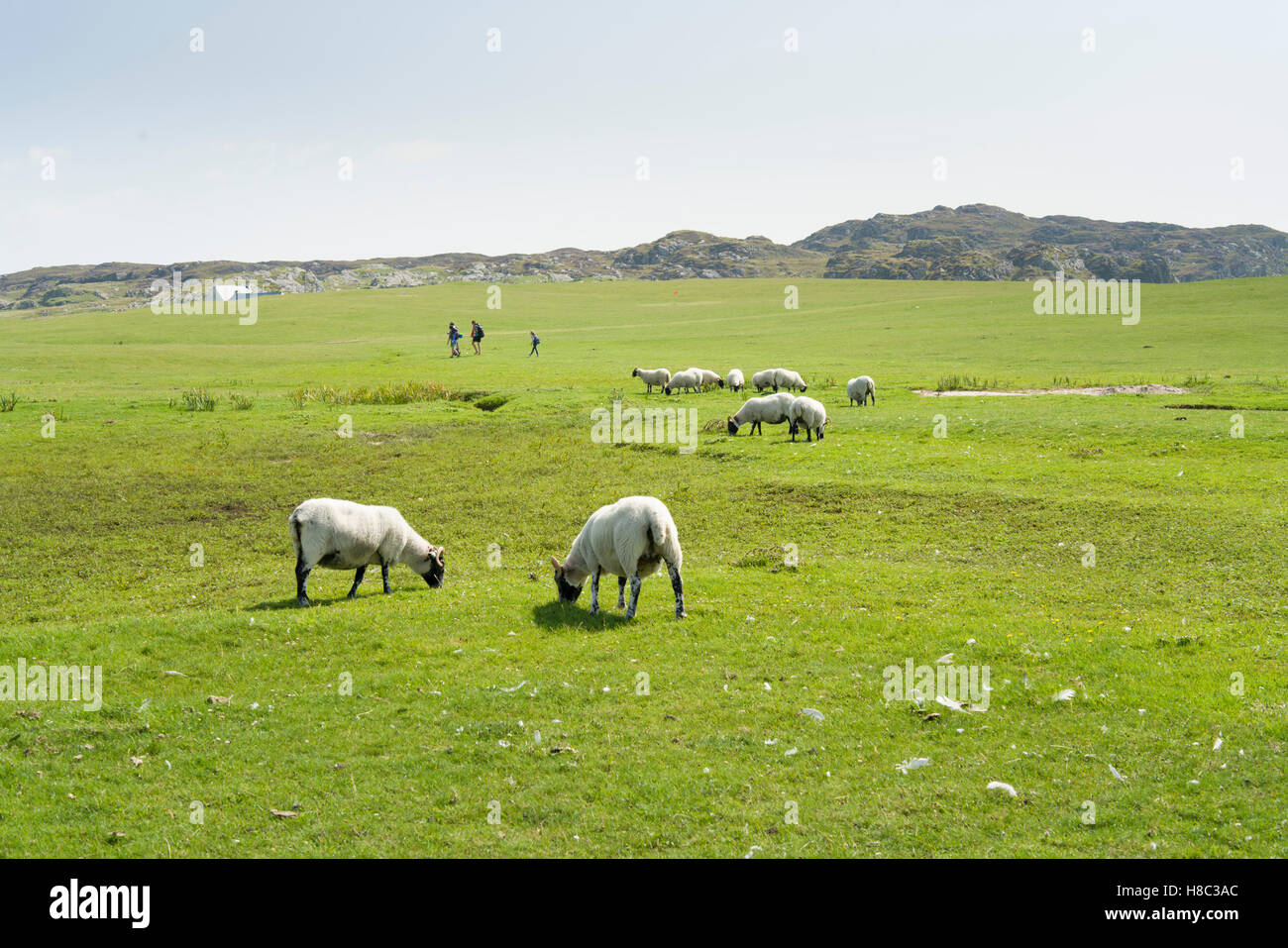 Iona, Scotland - Machair grassland with sheep and walkers Stock Photo ...