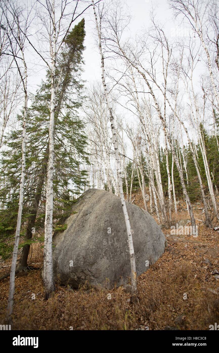 A huge boulder in the midst of a forest of skinny birch trees Stock ...