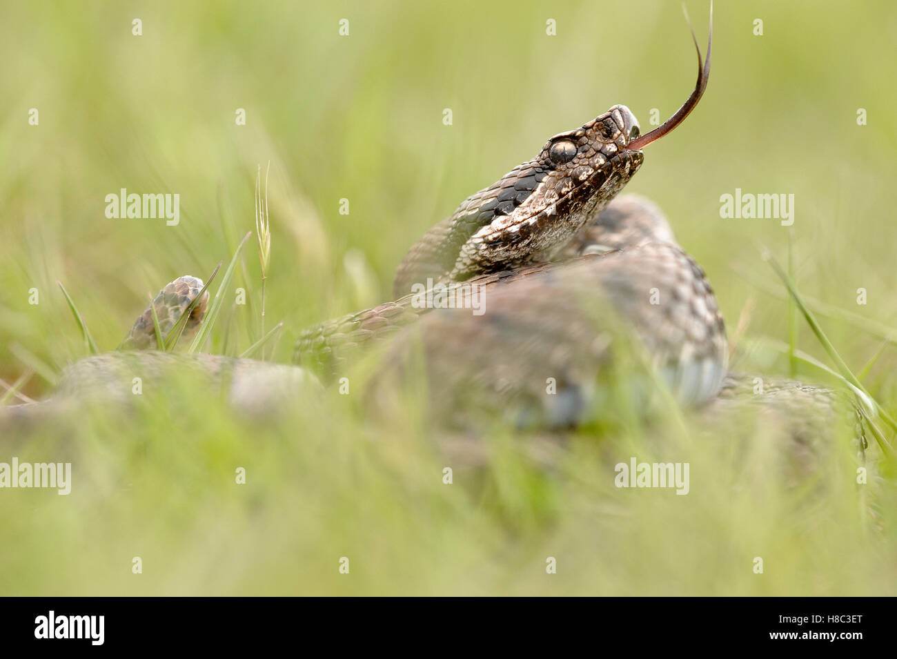 European Asp (Vipera aspis) tongue-flicking in the grass, La Brenne ...