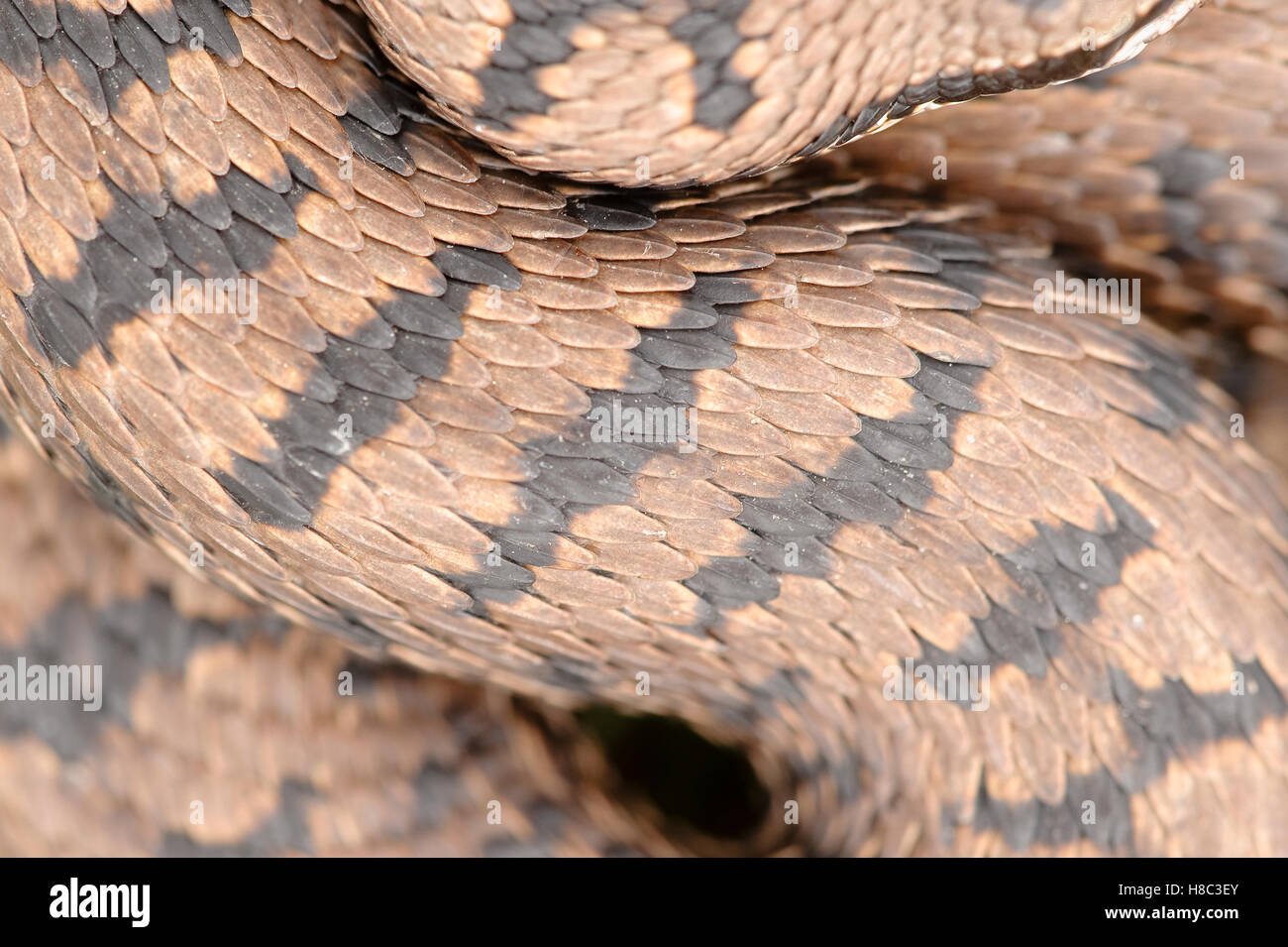 European Asp (Vipera aspis) skin, La Brenne, Indre, France Stock Photo ...