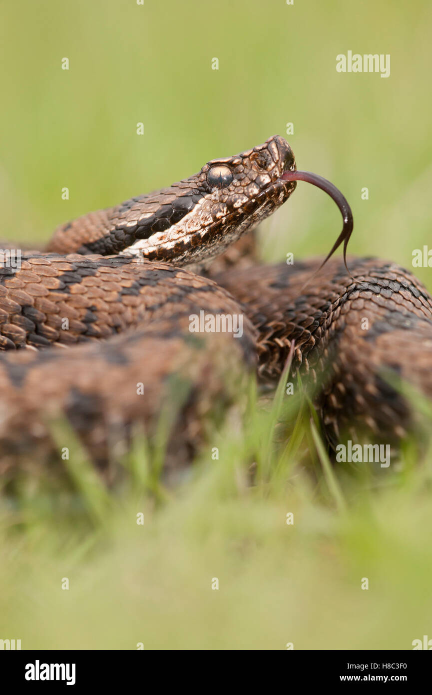 European Asp (Vipera aspis) tongue-flicking, La Brenne, Indre, France ...