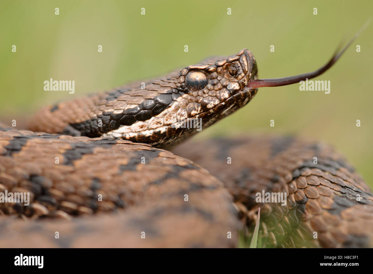 European Asp (Vipera aspis) tongue-flicking, La Brenne, Indre, France ...