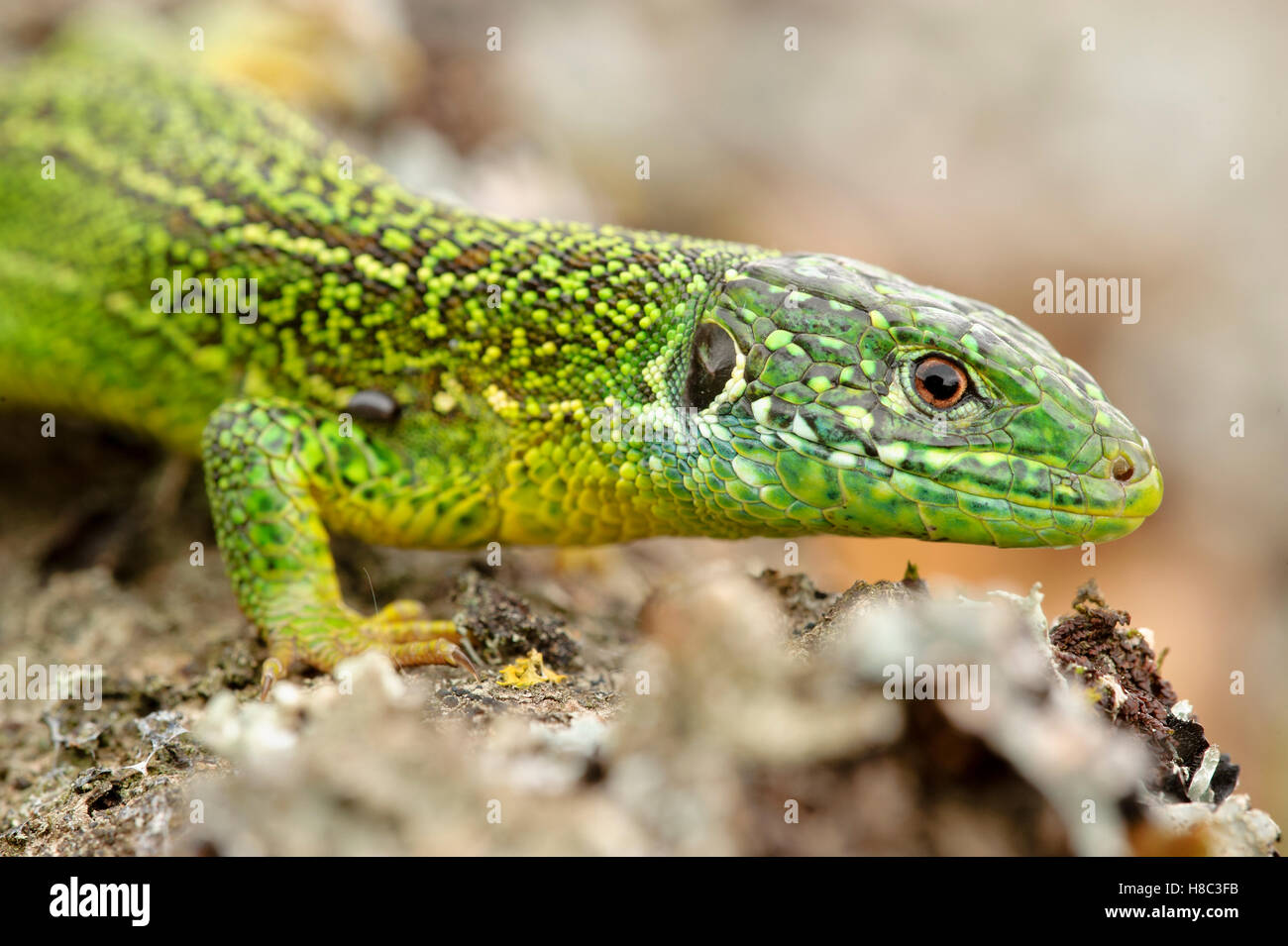 European Green Lizard (Lacerta viridis) showing ear hole, La Brenne ...