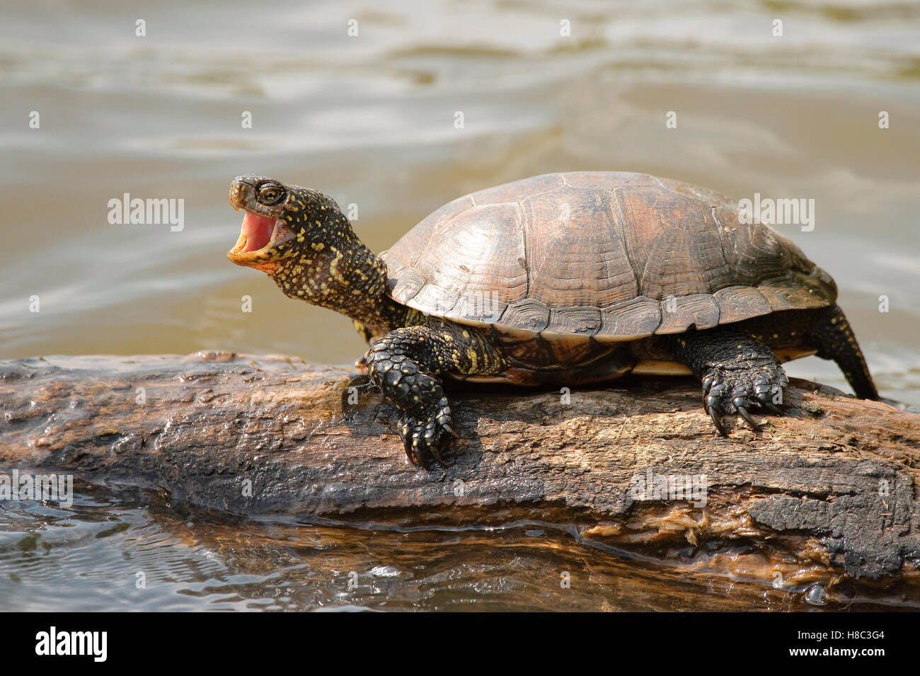 European Pond Turtle (Emys orbicularis) on a tree trunk in the water ...