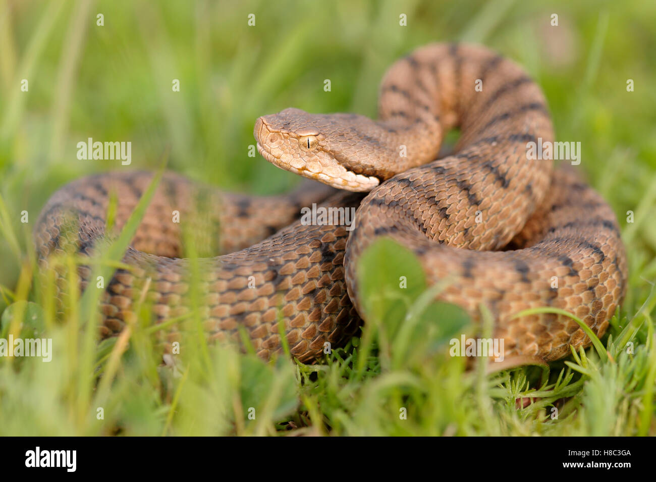 European Asp (Vipera aspis) sunbathing juvenile in the grass, La Brenne ...