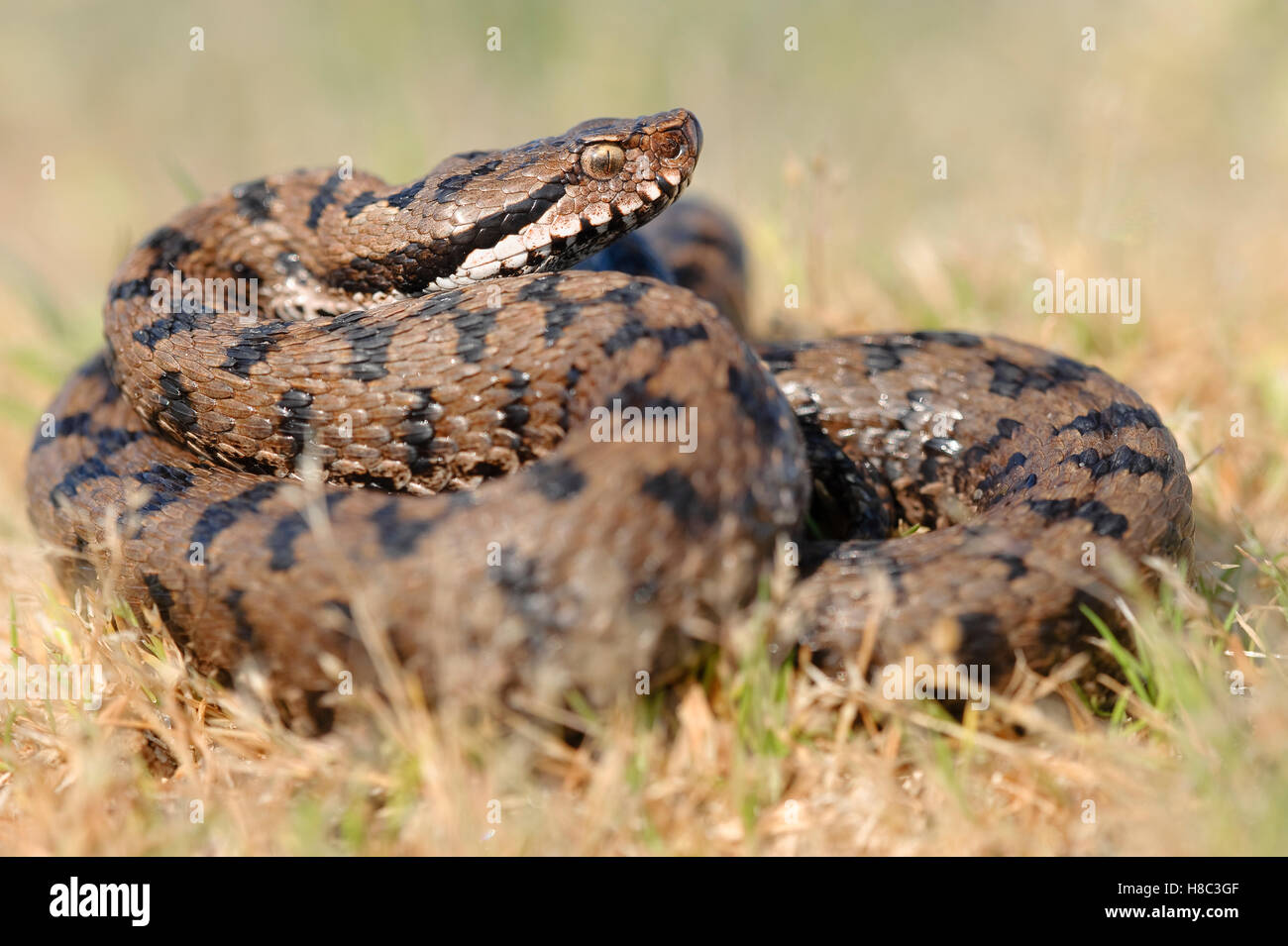 European Asp (Vipera aspis) sunbathing, La Brenne, Indre, France Stock ...