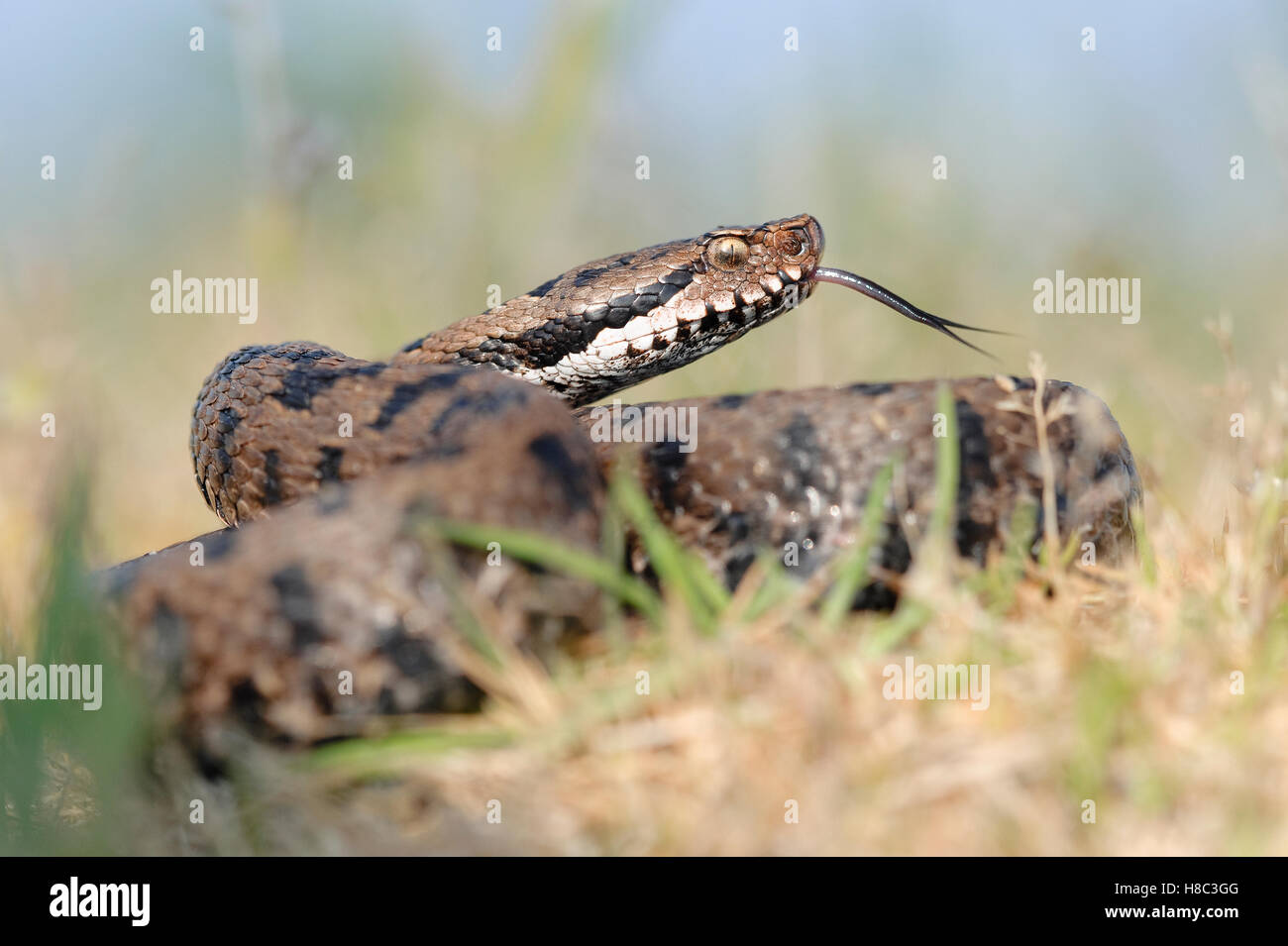 European Asp (Vipera aspis) tongue-flicking, La Brenne, Indre, France ...