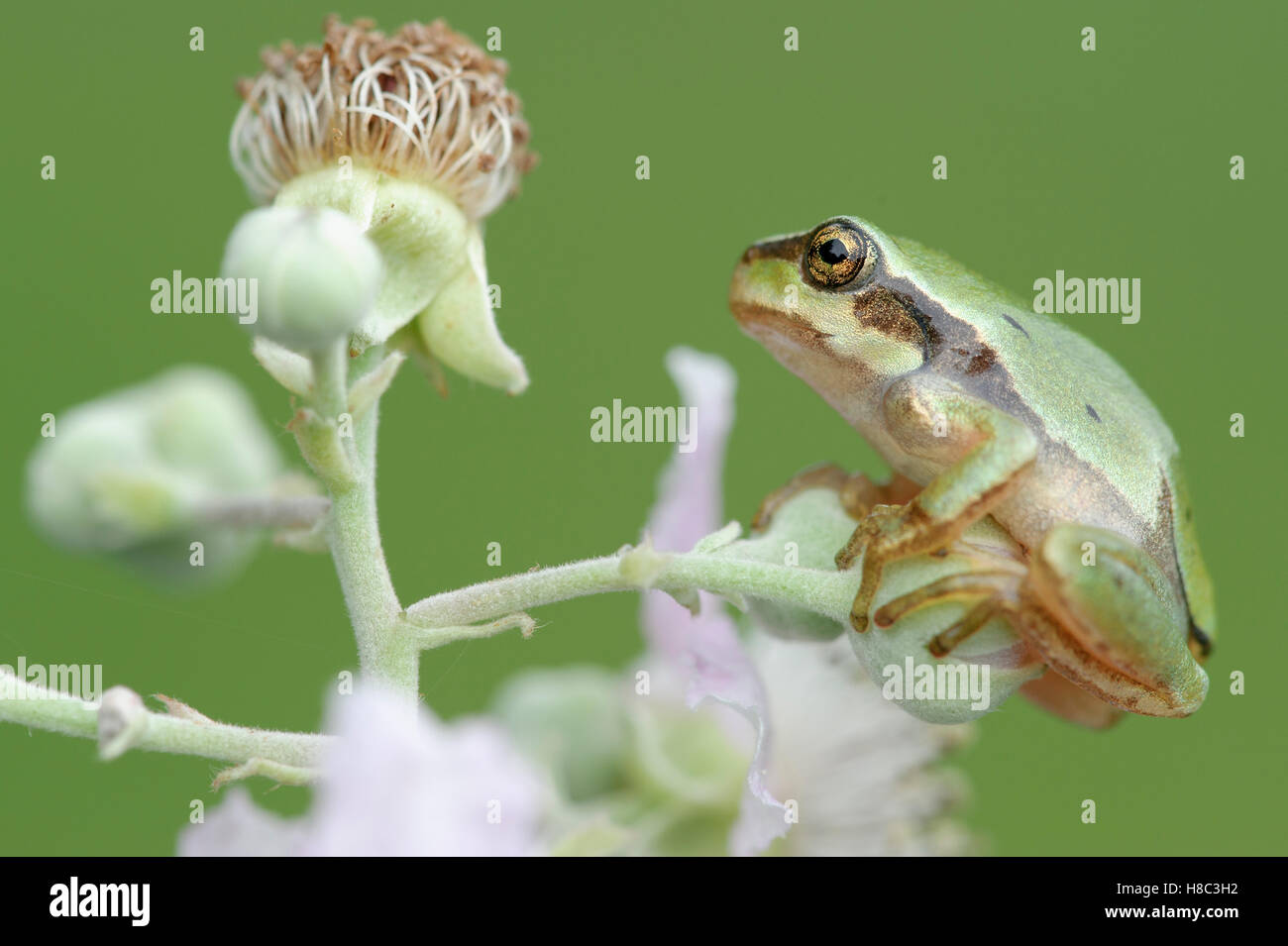 European Tree Frog (Hyla arborea) on Bramble (Rubus sp), La Brenne ...