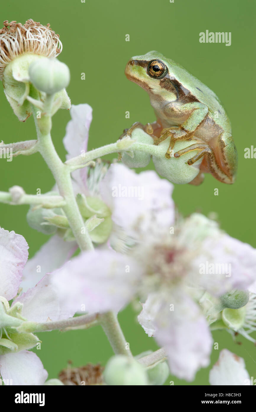 European Tree Frog (Hyla arborea) on Bramble (Rubus sp), La Brenne ...