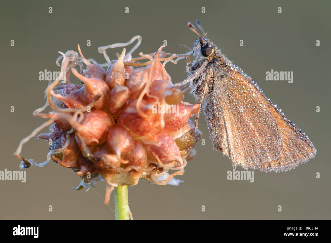 European Skipper (Thymelicus lineola) covered with dewdrops, La Brenne ...