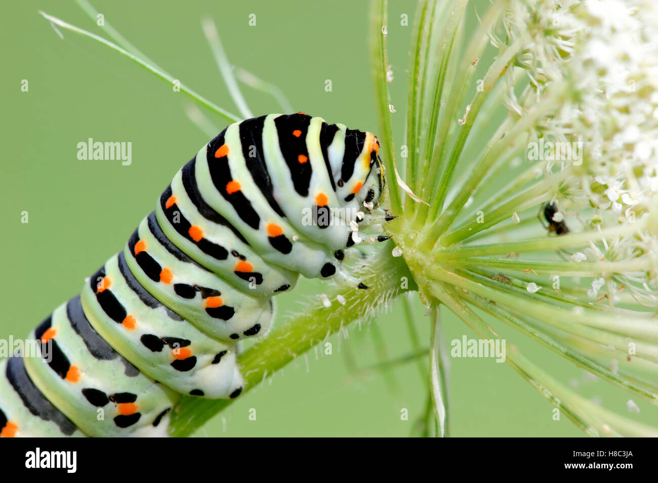 Oldworld Swallowtail (Papilio machaon) caterpillar feeding on Carrot (Daucus carota) flower, La ...