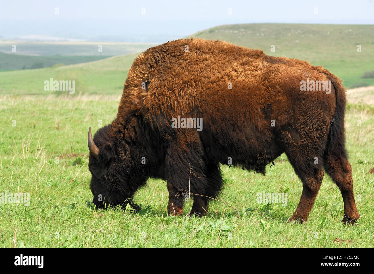 American Bison (Bison bison) grazing bull, Konza Prairie, Kansas Stock ...