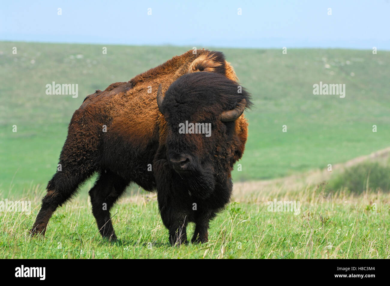 American Bison (Bison bison) bull on grassland, Konza Prairie, Kansas ...