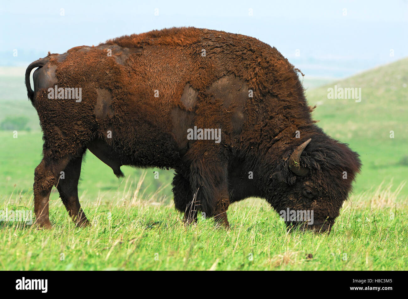 American Bison (Bison bison) grazing bull, Konza Prairie, Kansas Stock ...