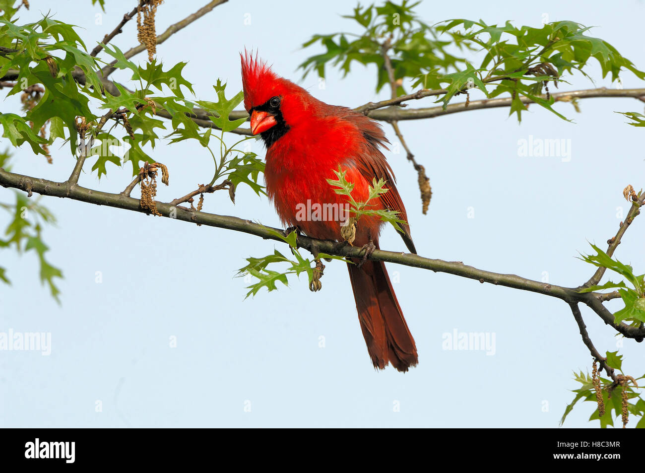 Northern Cardinal (Cardinalis cardinalis) male in Northern Red Oak ...