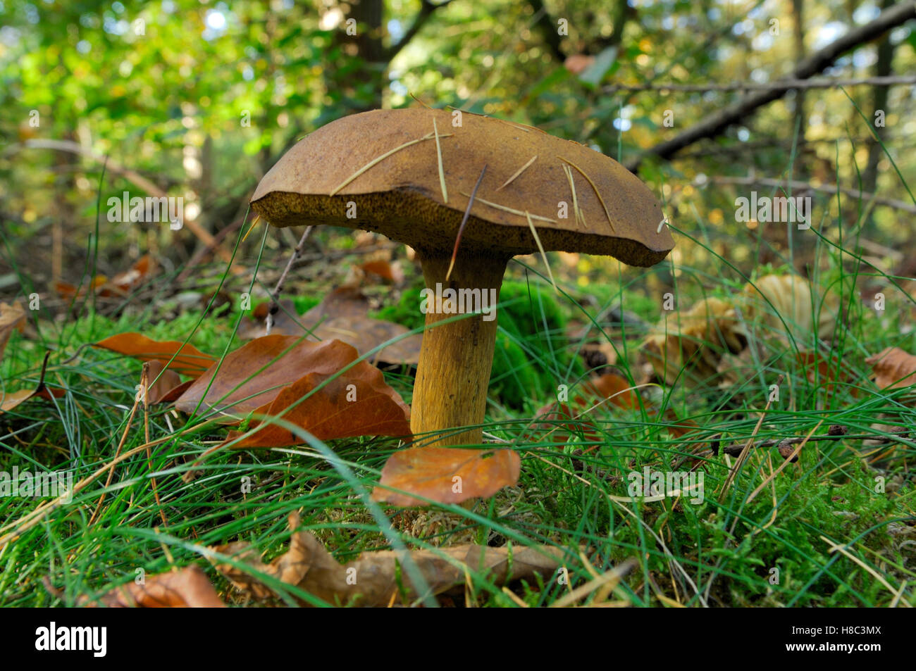 Scarletina Bolete (Boletus luridiformis) in beech forest, Springendal ...