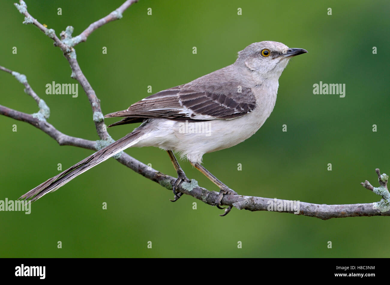 Northern Mockingbird (Mimus polyglottos) male perched on a branch, Blue ...