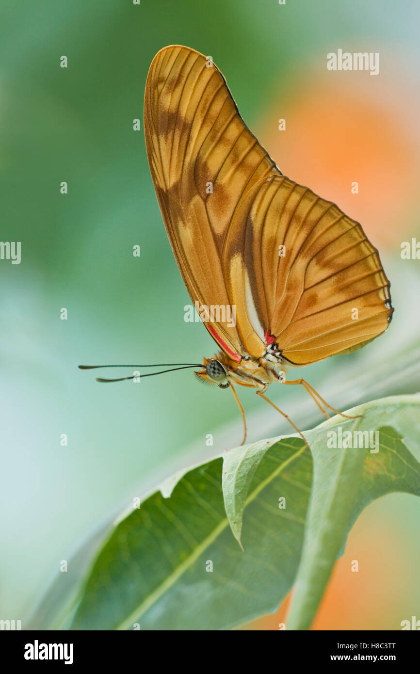 Julia Butterfly (Dryas iulia), Amsterdam, Noord-Holland, Netherlands ...