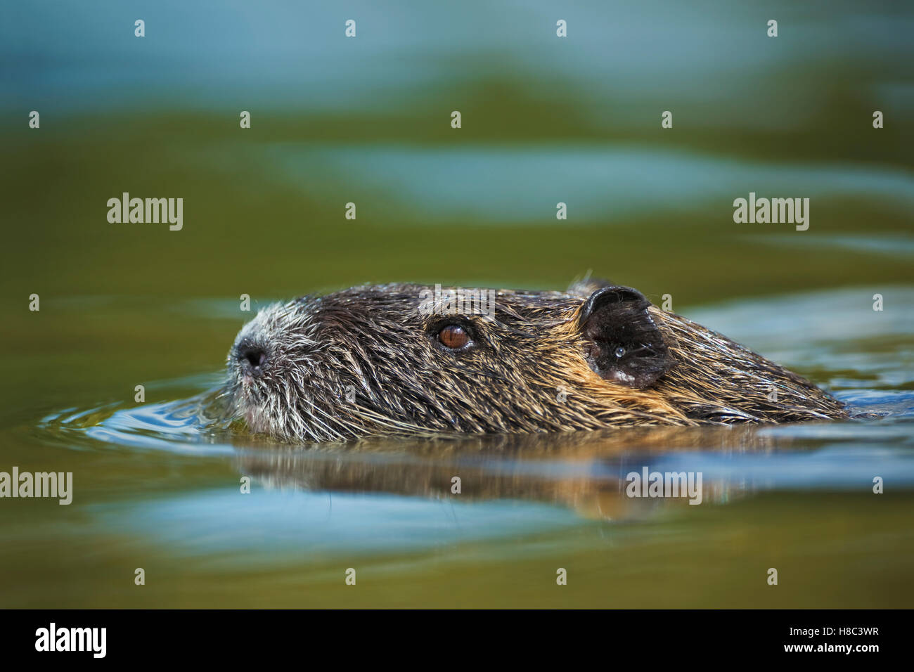 Nutria (Myocastor coypus) swimming, Morfelden, Germany Stock Photo - Alamy