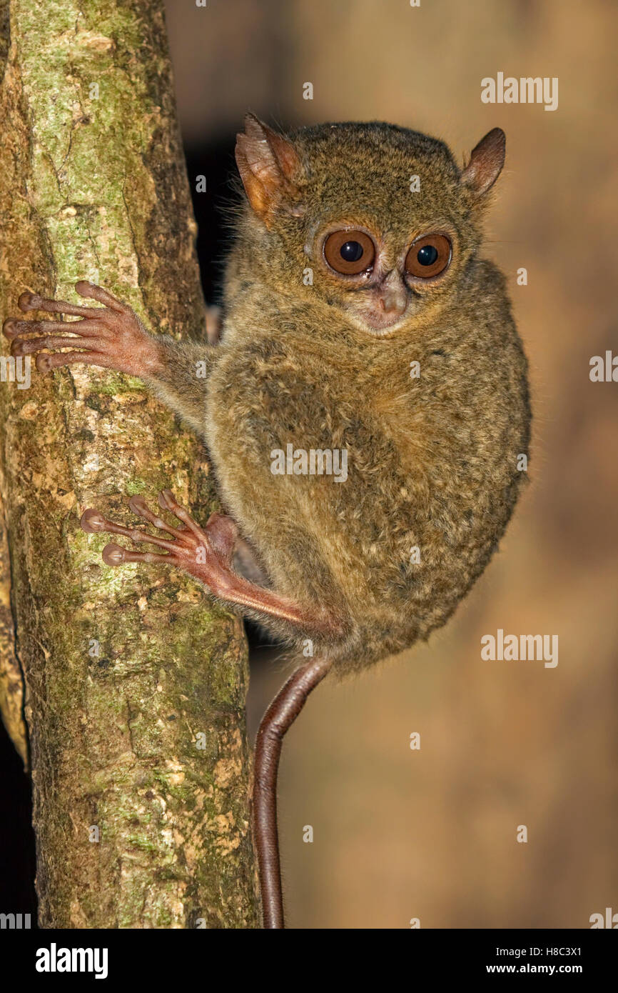 Spectral Tarsier (Tarsius tarsier) clinging to tree trunk, Sulawesi ...