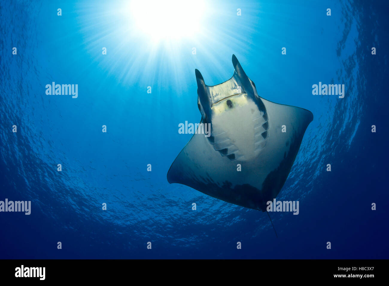 Mobula Ray (Mobula mobular), Santa Maria, Azores, Portugal Stock Photo ...