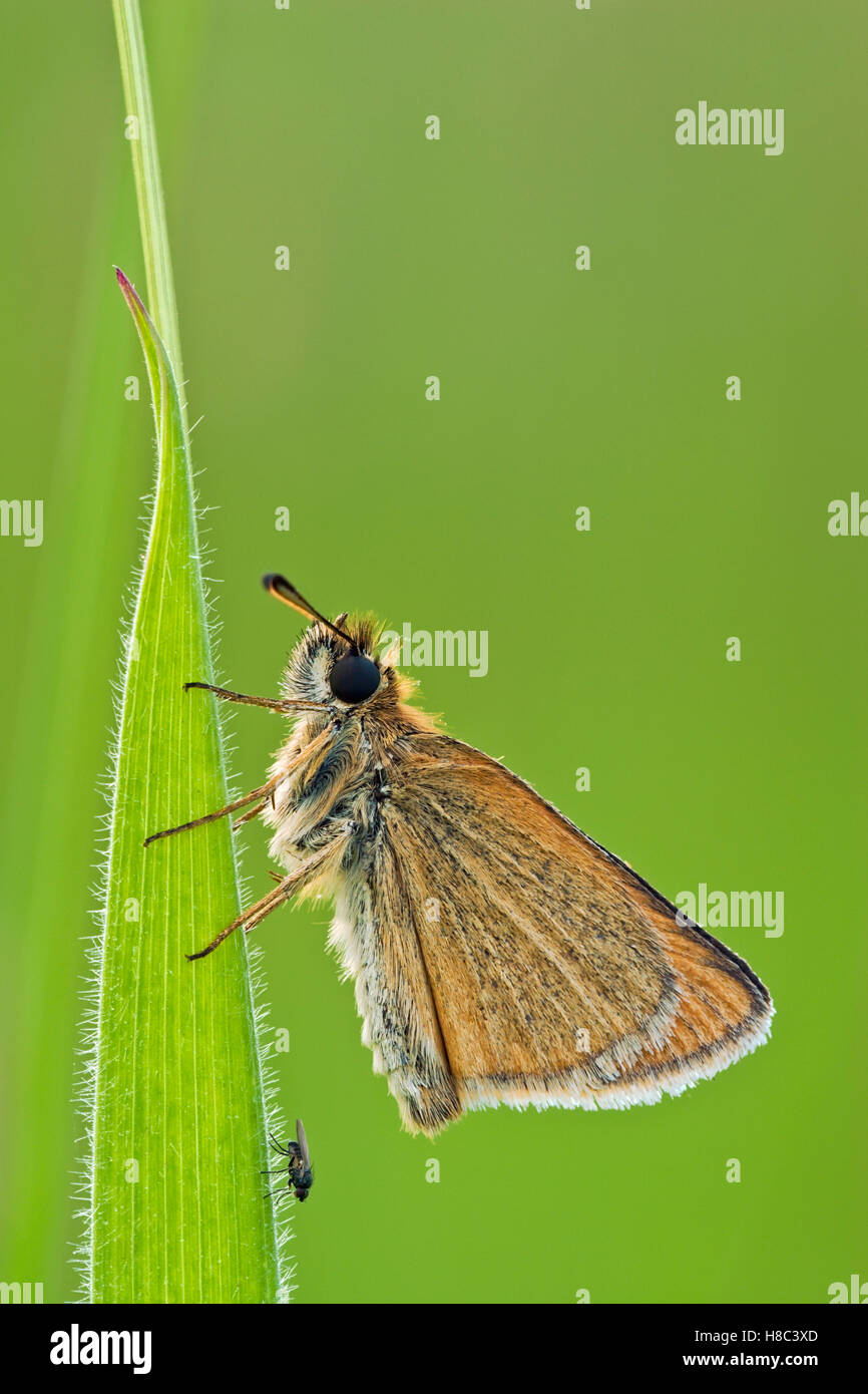 European Skipper (Thymelicus lineola) butterfly, Bad Homburg, Hessen ...