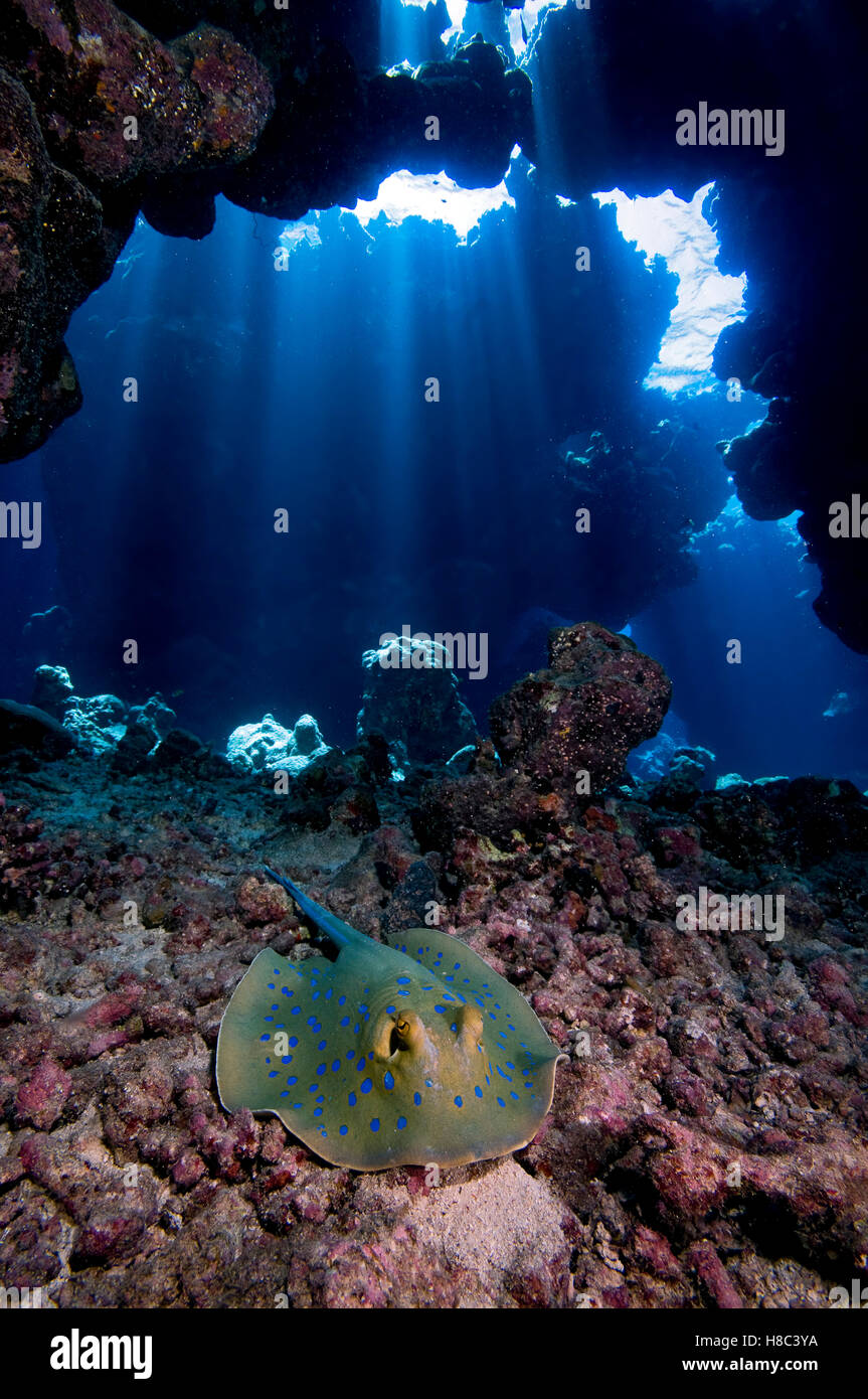 Blue Spotted Fantail Stingray (Taeniura lymma) in cave, Red Sea, Egypt ...