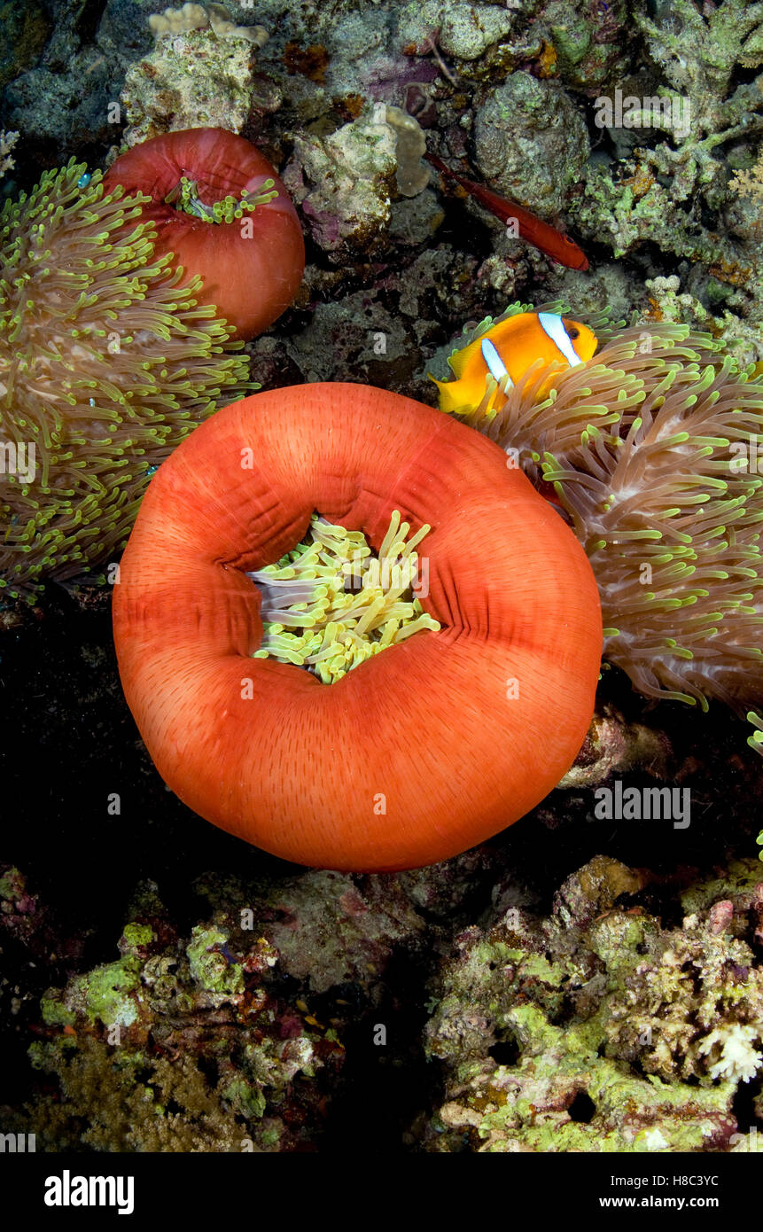 Magnificent Sea Anemone (Heteractis magnifica) with Two-banded ...