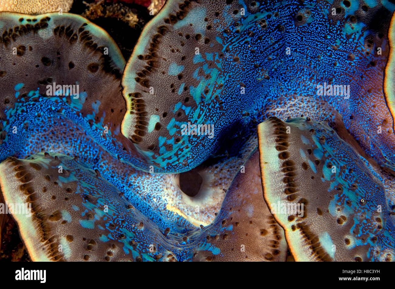 Fluted Giant Clam (Tridacna squamosa), Red Sea, Egypt Stock Photo - Alamy