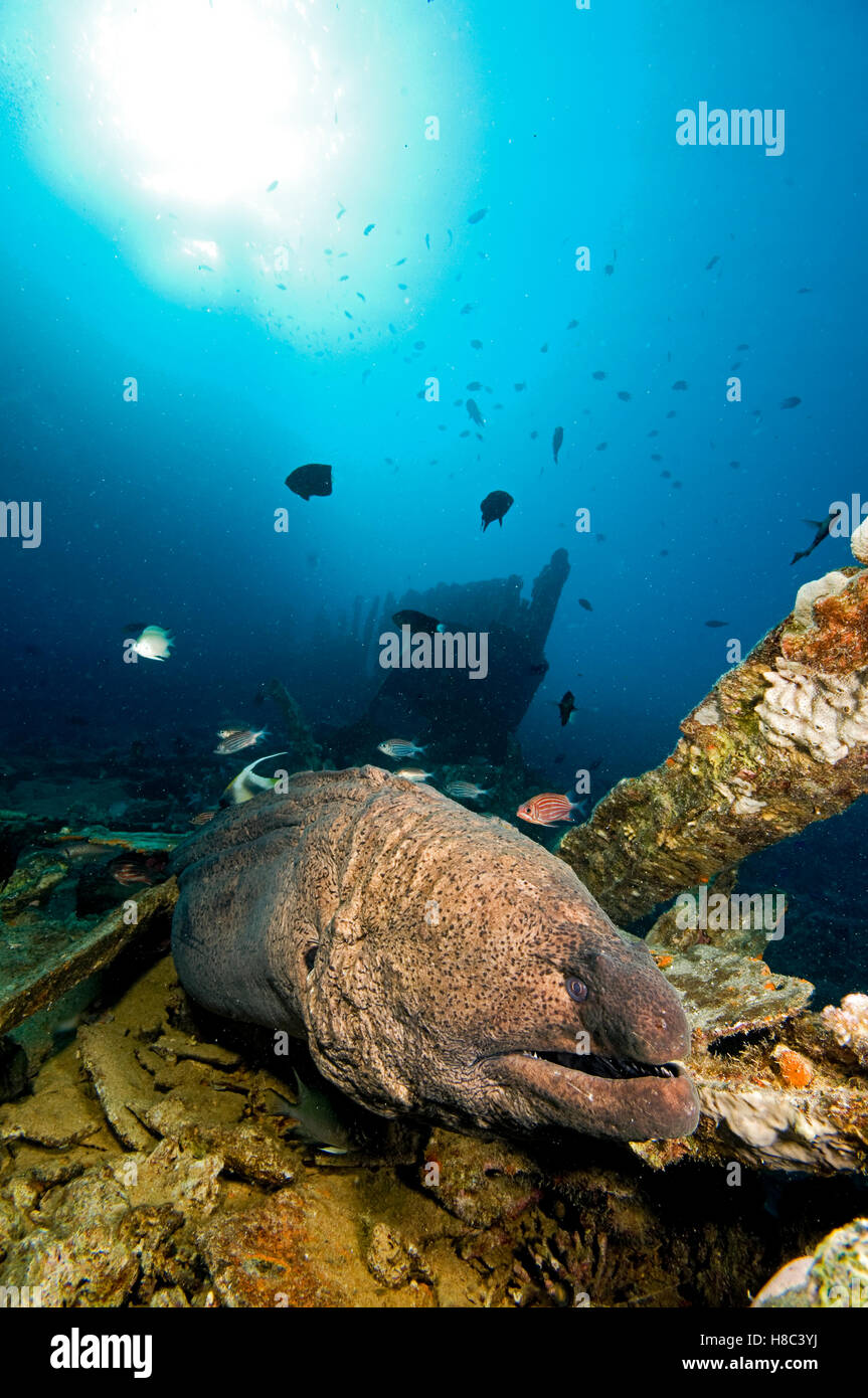 Giant Moray Eel (Gymnothorax javanicus), Red Sea, Egypt Stock Photo - Alamy